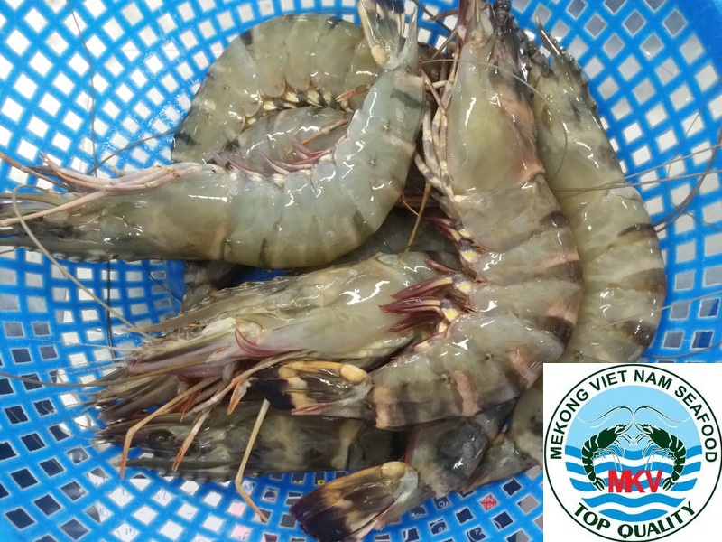 HOSO Black Tiger Raw