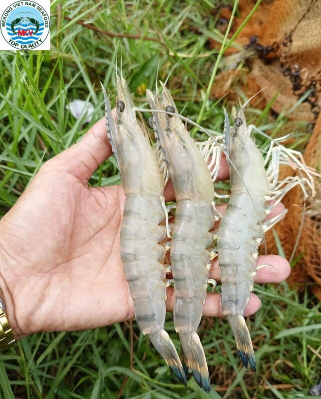 HOSO Black Tiger Raw